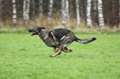 Kokeet - Saksanpaimenkoiraliitto ry